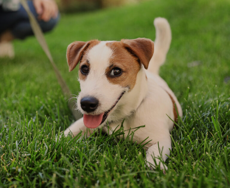 Small Dog Play Time - West Street Dog